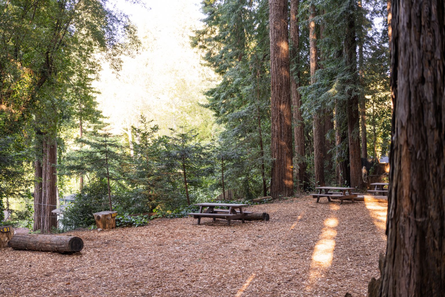 Santa Cruz Redwoods RV Resort: Park Spotlight - Campspot