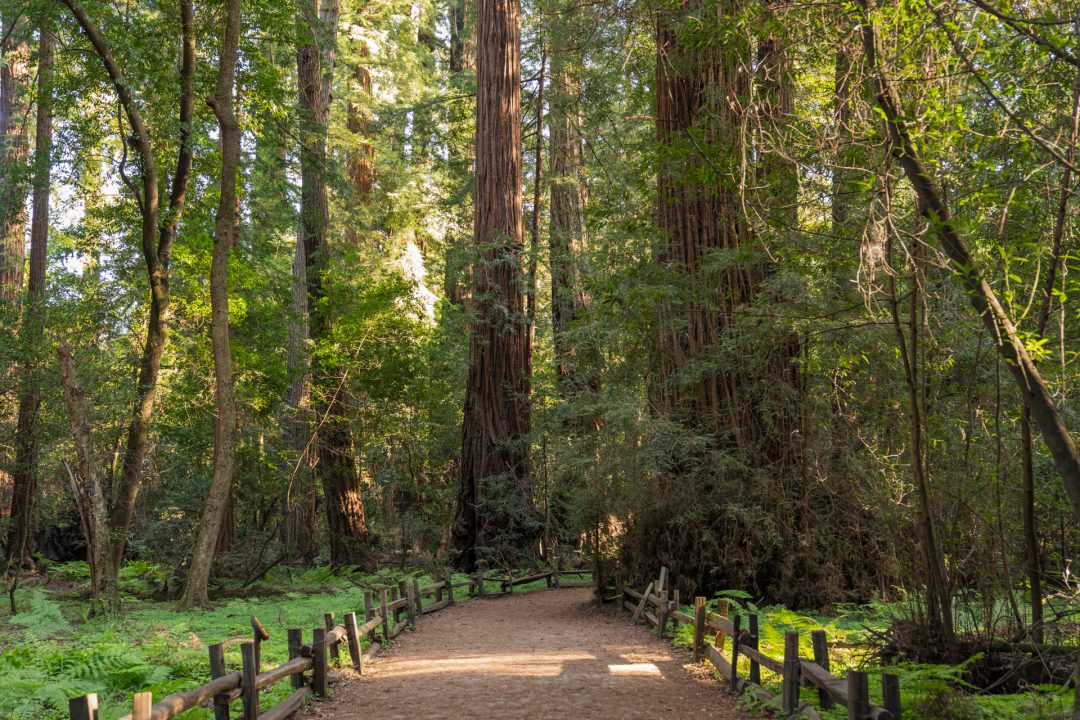 13 Things to Do: Santa Cruz Redwoods and Coast - Campspot