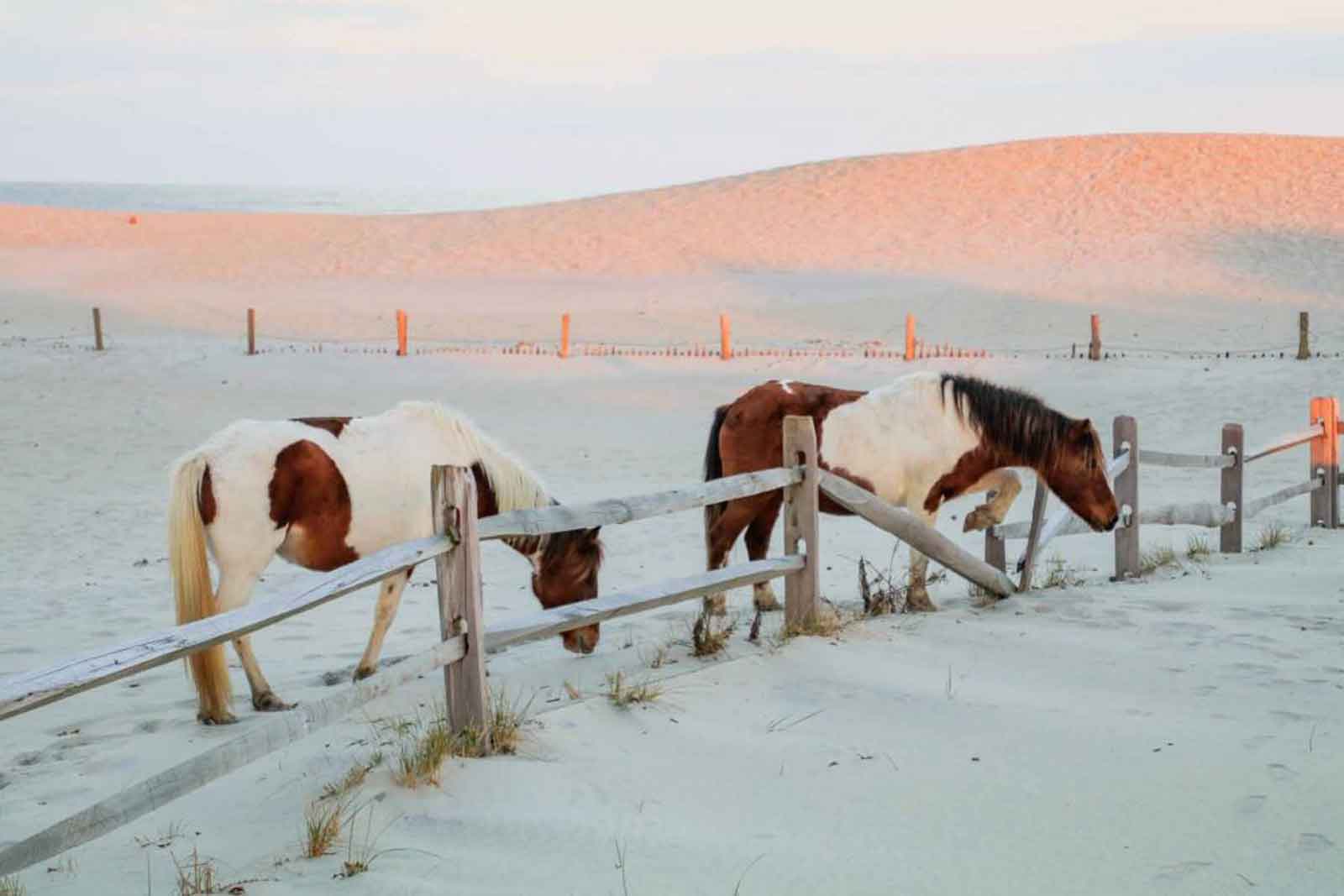 Assateague Island Camping - Campspot